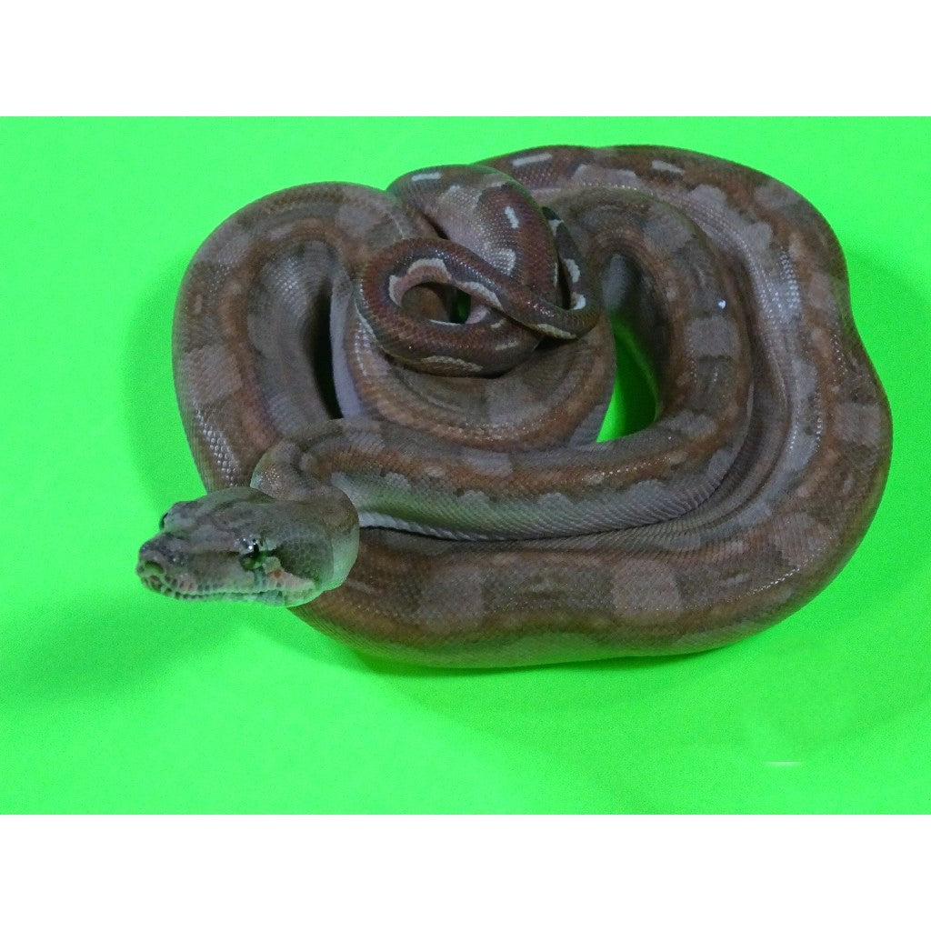 Aztec Snake Vs Leopard