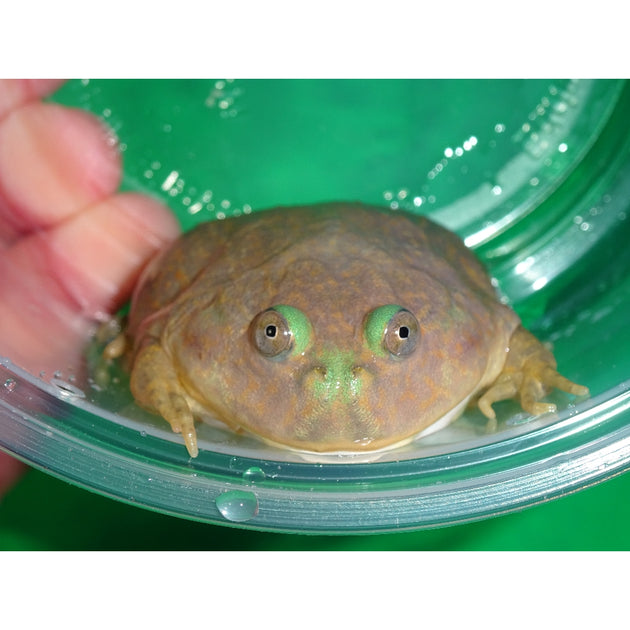 Buy Blue Eyed White's Tree Frogs | Big Apple Herp