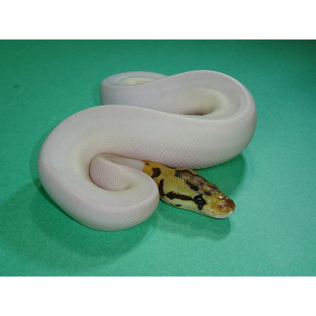 Bumblebee Pied Ball Python