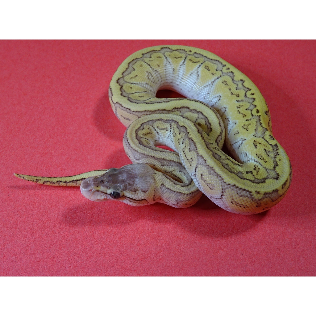 Lemon Blast Ball Python