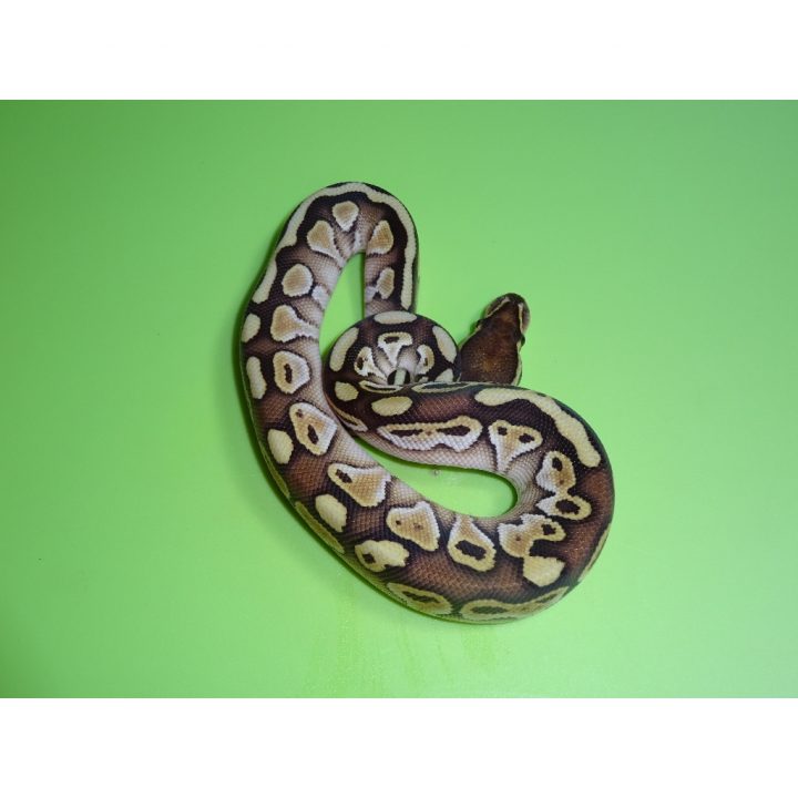 Baby Burmese Python Morphs