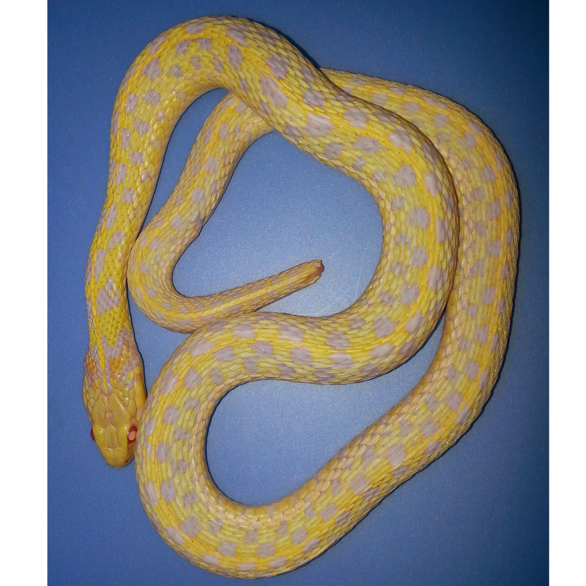 Albino Eastern Garter Snake