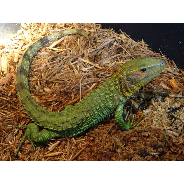 Buy Caiman Lizards – Big Apple Herp - Reptiles For Sale