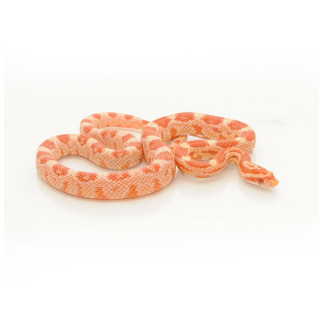 corn snake morphs orange
