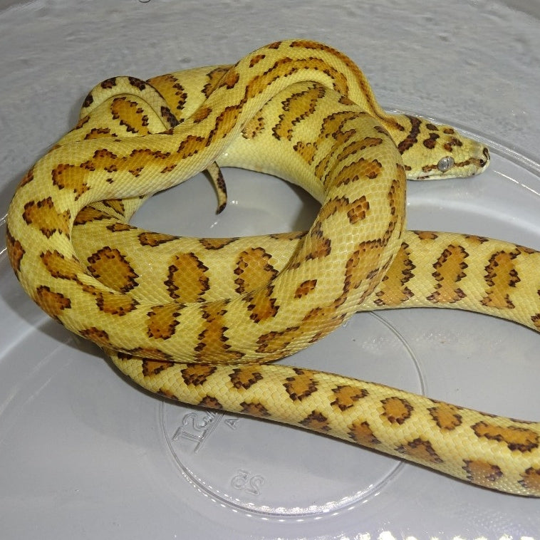 Jaguar Carpet Python