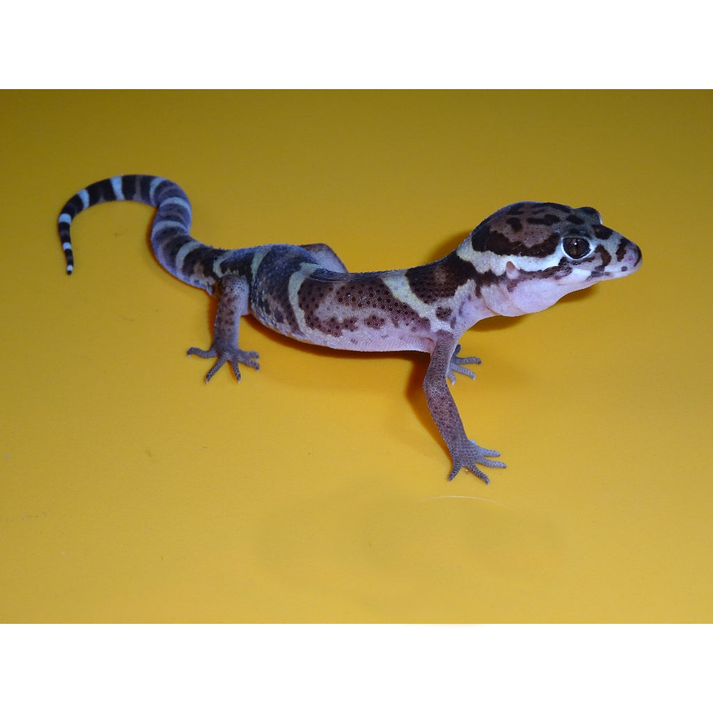 Western Banded Gecko Diet