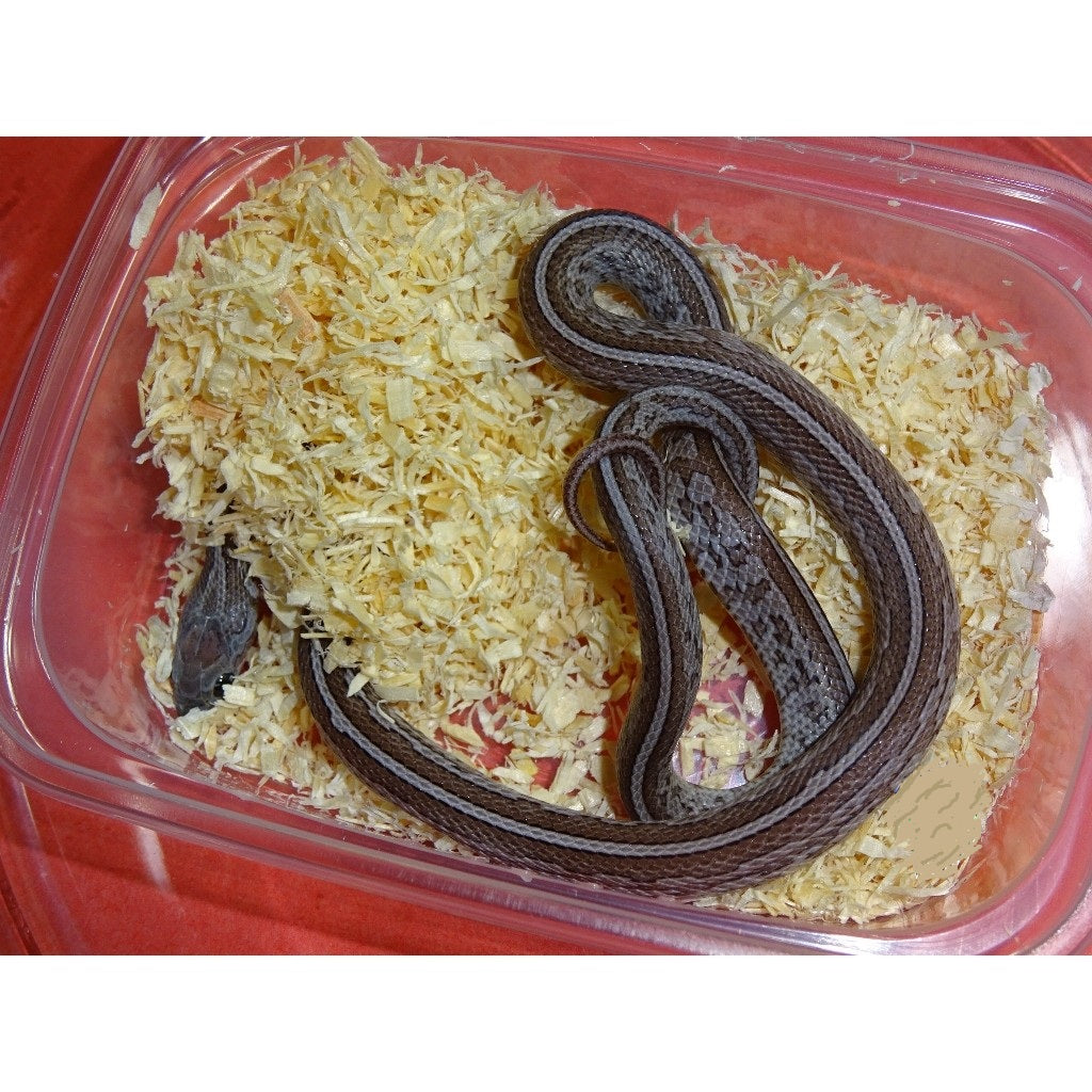 charcoal corn snake morph