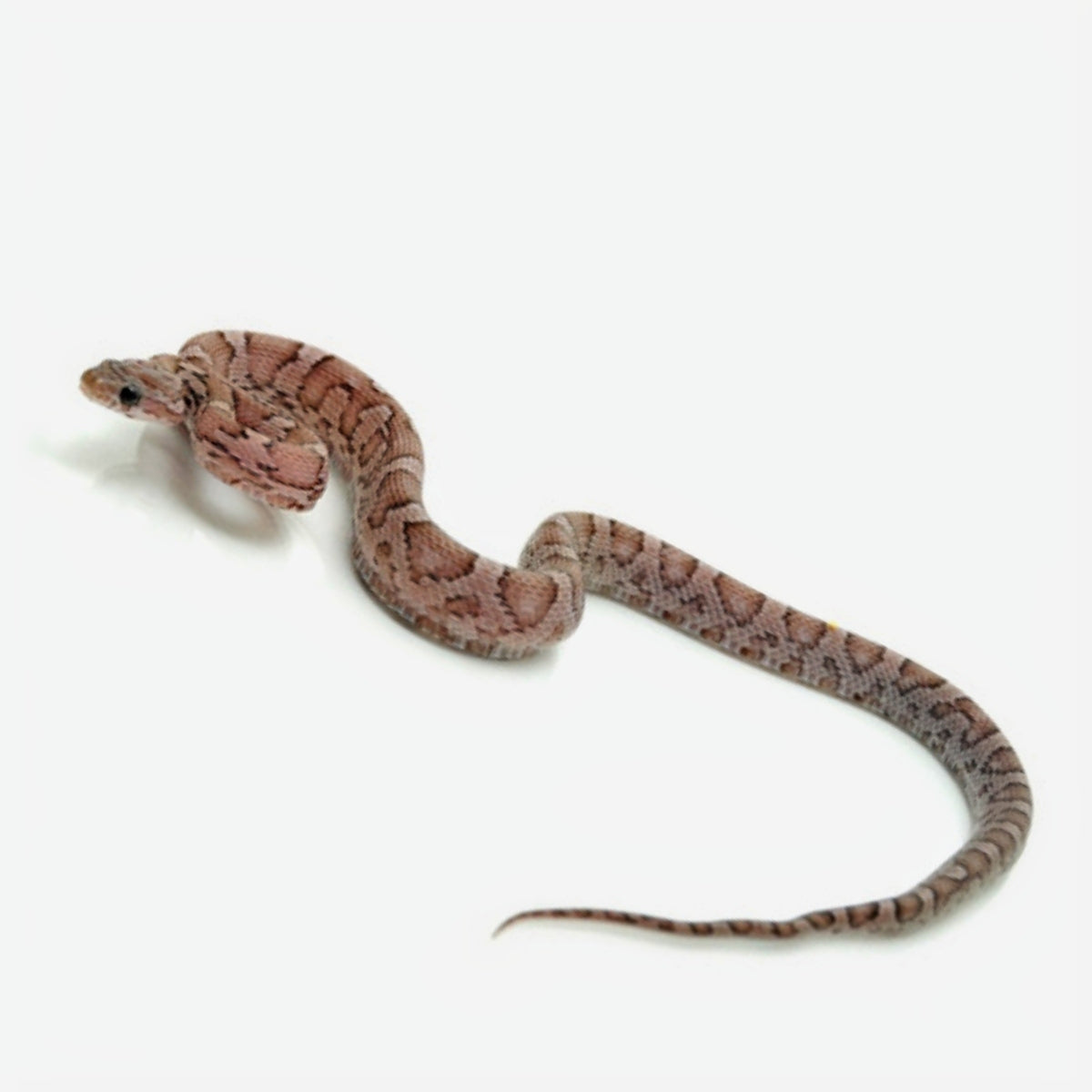 Fancy Corn Snake