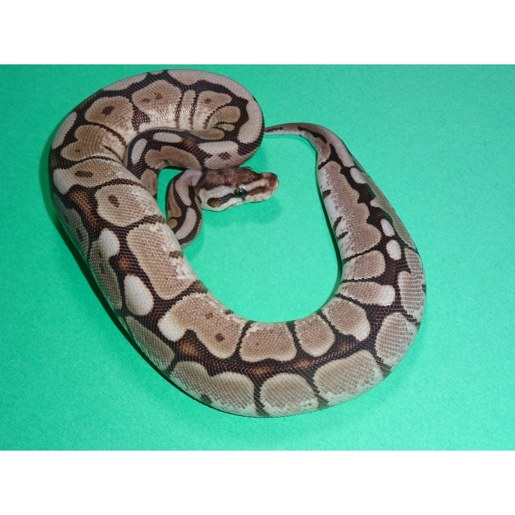 Spider Ball Python