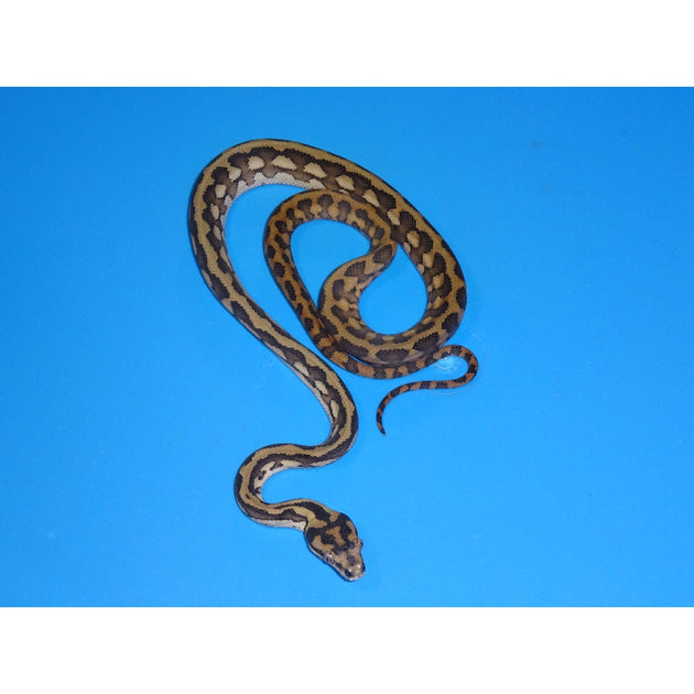 Coastal Carpet Pythons For Sale | Big Apple Herp