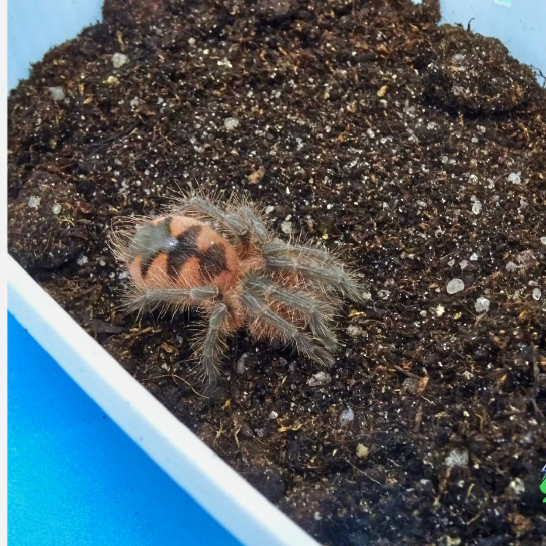Purple Bloom Tarantula