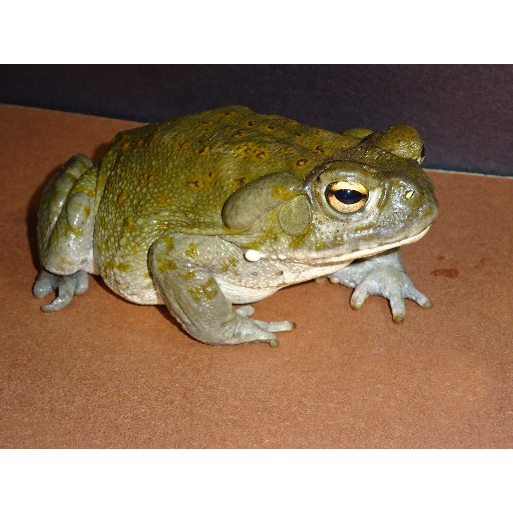 Giant Sonoran Desert Toad
