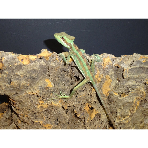 Cone Head Lizards For Sale – Big Apple Herp - Reptiles For Sale