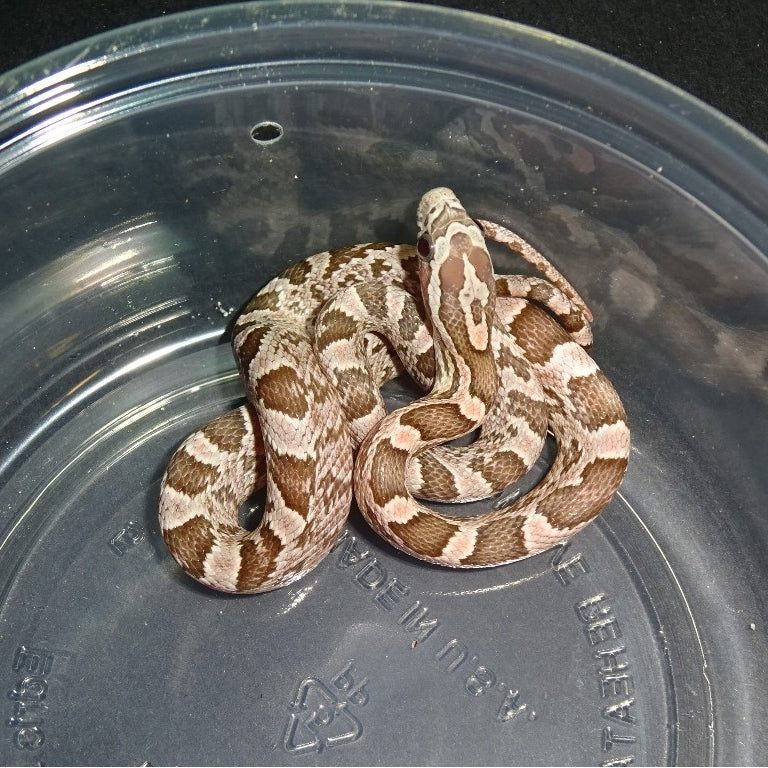 Ghost Motley Corn Snake