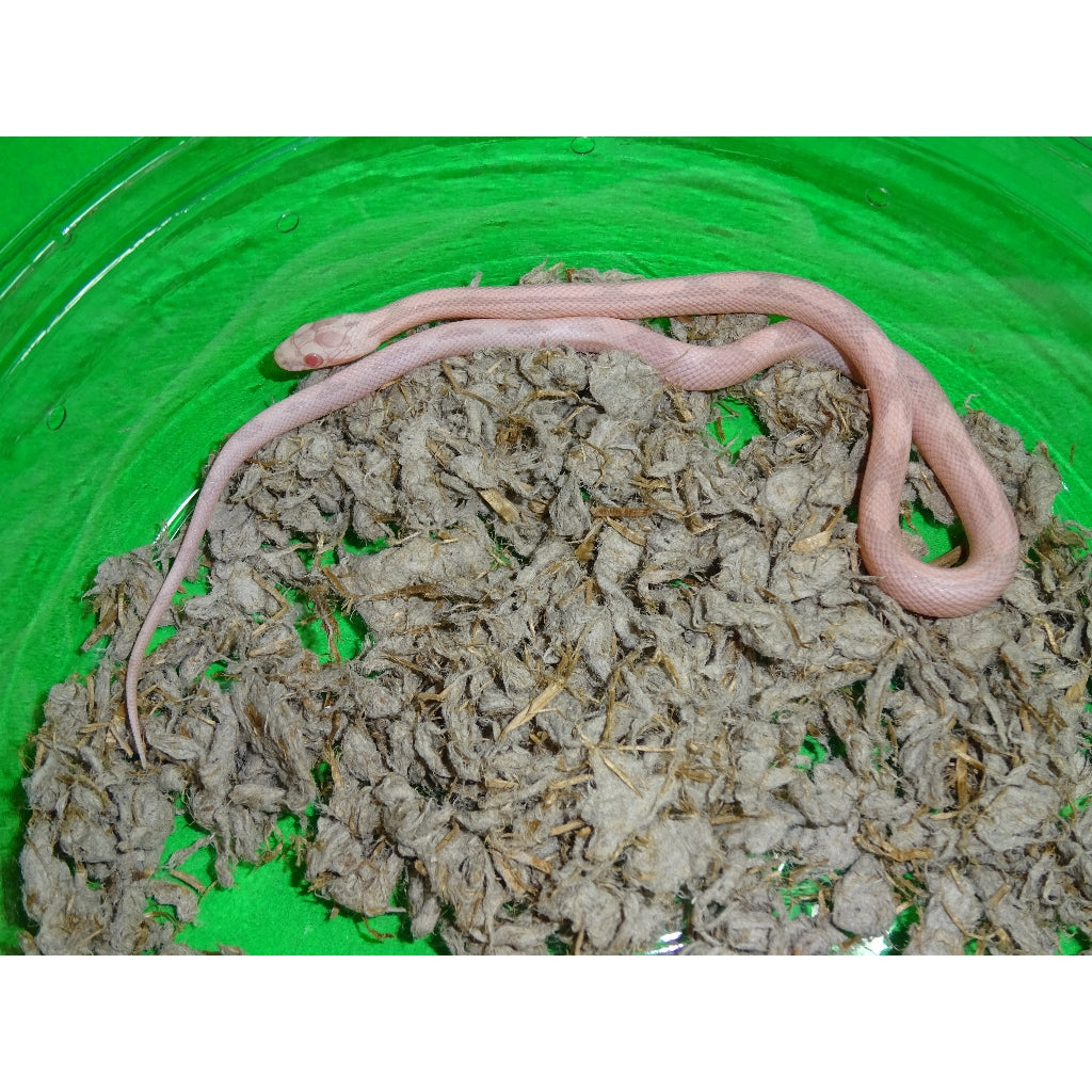 Coral Snow Motley Corn Snake