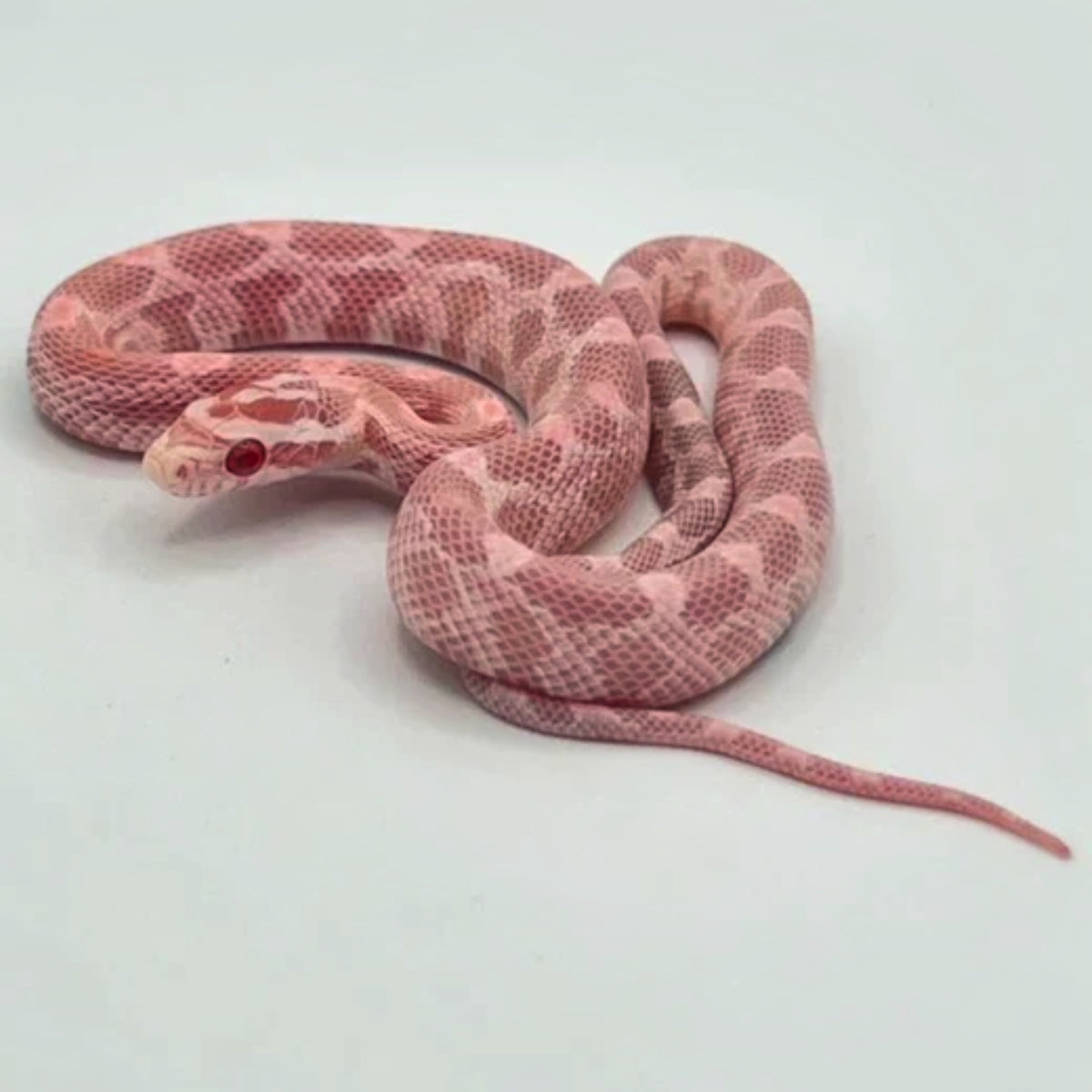 Pink Albino Corn Snake