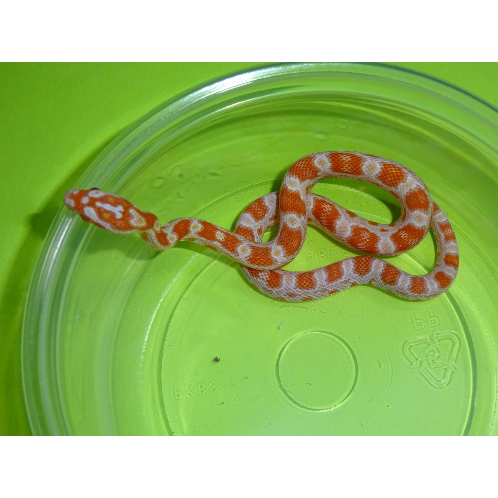corn snake