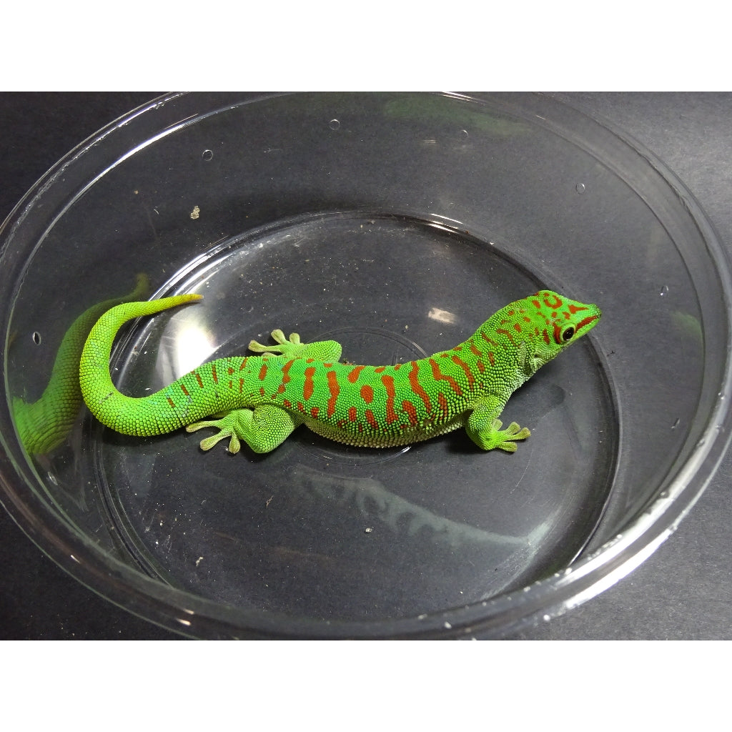 Crimson Giant Day Gecko