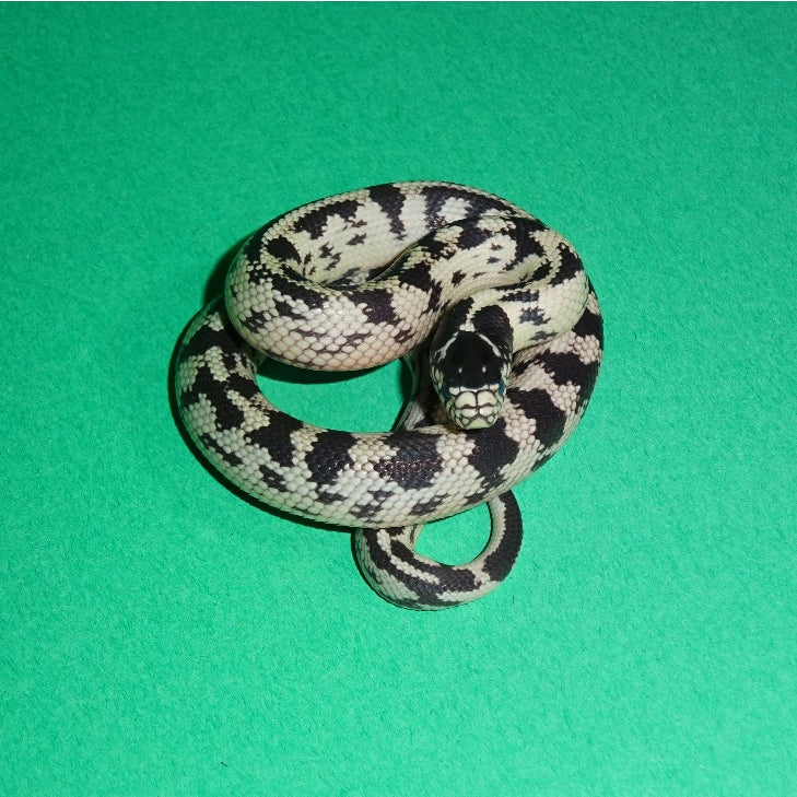 Desert King Snake Morphs