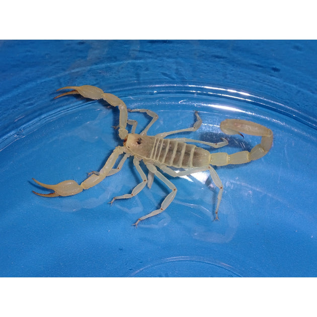 Albino Scorpion