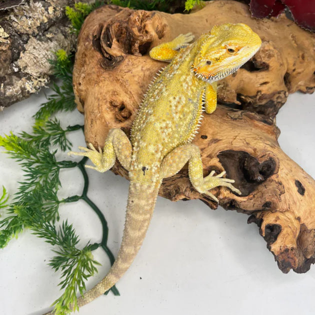 Buy Bearded Dragons Online At The Best Prices | Big Apple Herp