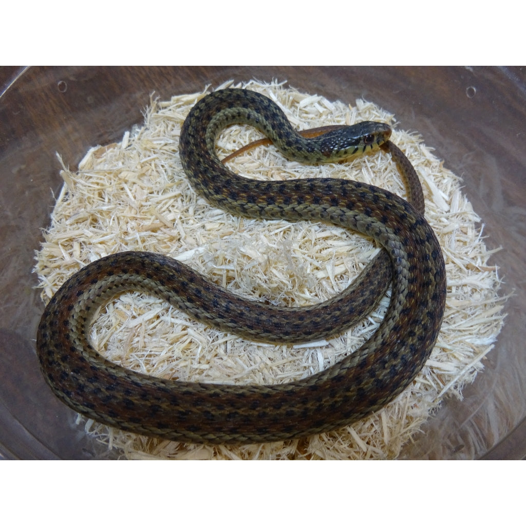 Garter Snake Pet