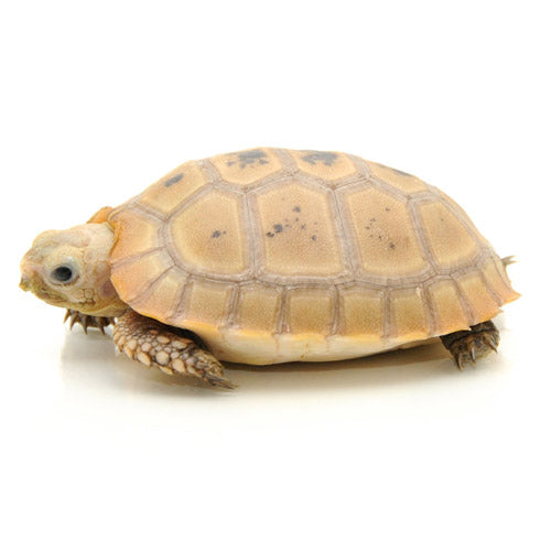 Buy Elongated Tortoises | Big Apple Herp