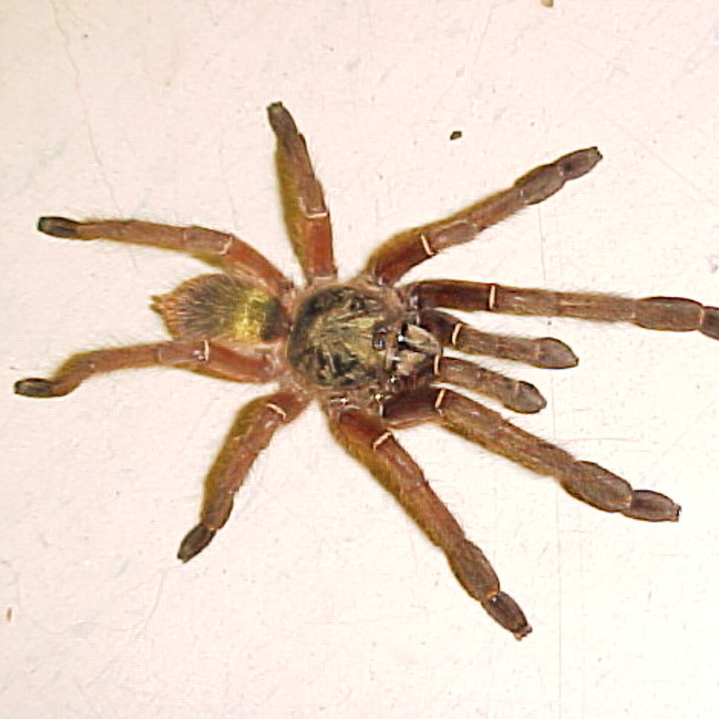 Skeleton Leg Tarantula