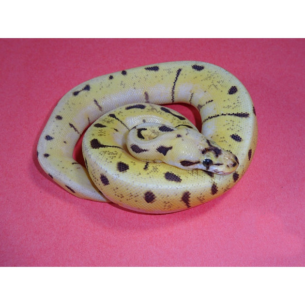 Enchi Super Pastel Ball Pythons For Sale – Big Apple Herp - Reptiles ...