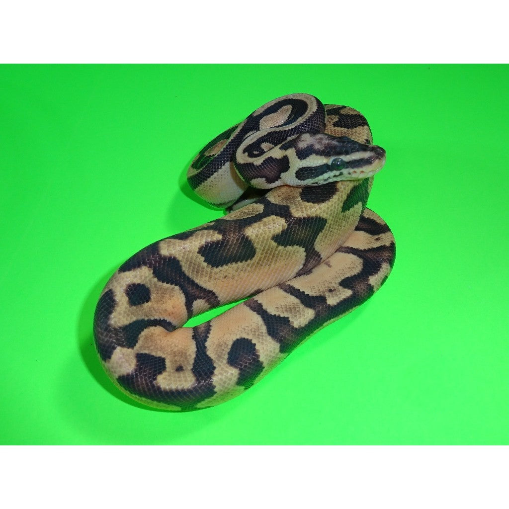 Green Pastel Ball Python