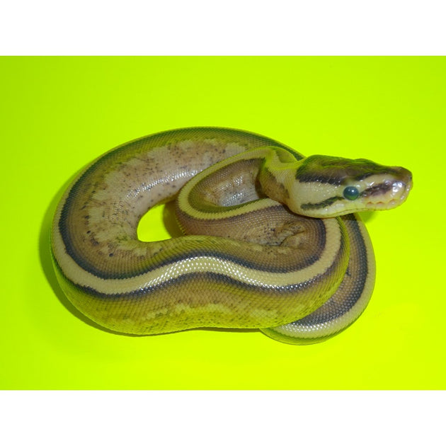 Enchi Super Stripe Ball Pythons For Sale | Big Apple Herp