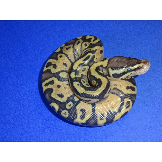 Buy Fire Fly Ball Pythons | Big Apple Herp