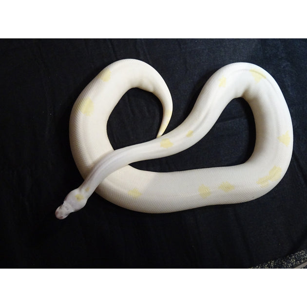Fire Ivory Ball Pythons – Big Apple Herp - Reptiles For Sale