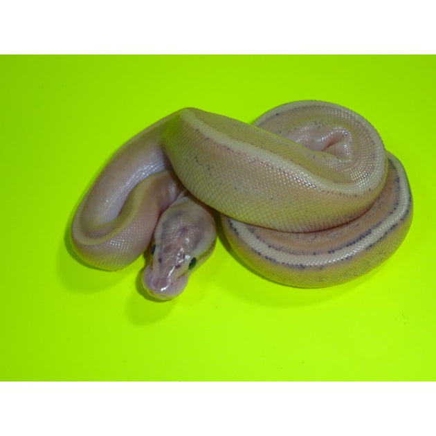 Yellow Bellied Ball Pythons For Sale – Big Apple Herp - Reptiles For Sale