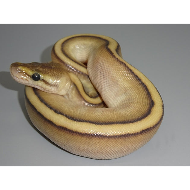 Genetic Stripe Butter Ball Python | Big Apple Herp