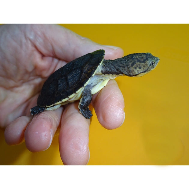 Gibba Sideneck Turtles | Big Apple Herp