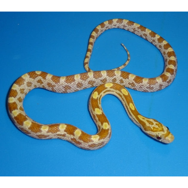 Gold Dust Corn Snake for Sale – Captive Bred Golden Morph | Big Apple Herp