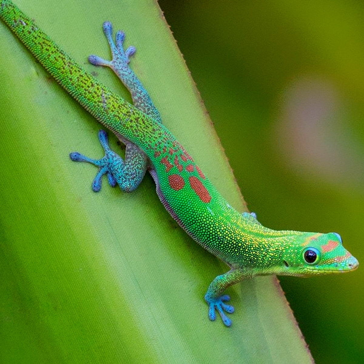 Pet Green Geckos
