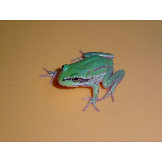 Buy Golden Bell Frogs | Big Apple Herp