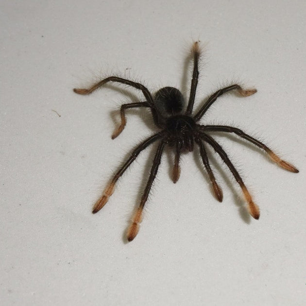 Goliath Pinkfoot Tarantulas For Sale – Big Apple Herp - Reptiles For Sale