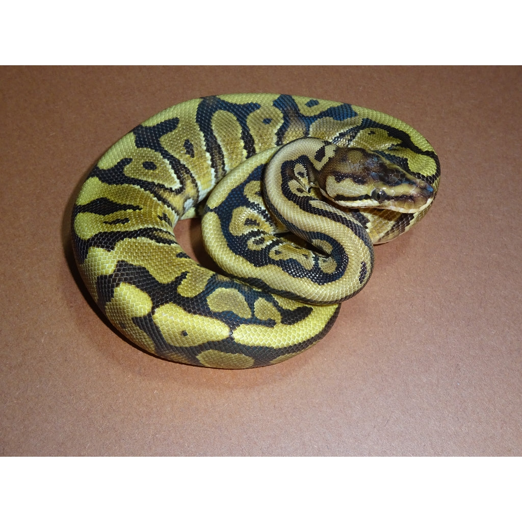 Yellow Belly Ball Python Markers