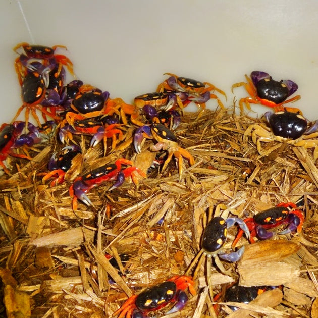 Halloween Moon Crab for Sale – Vibrant Gecarcinus quadratus | Big Apple ...