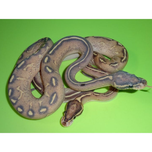 Highway Ball Pythons For Sale | Big Apple Herp