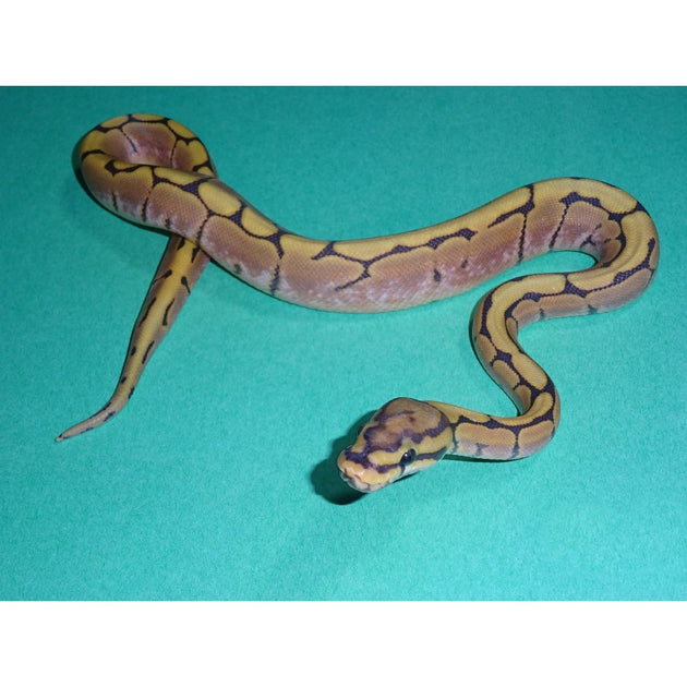 Honeybee Ball Pythons – Big Apple Herp - Reptiles For Sale