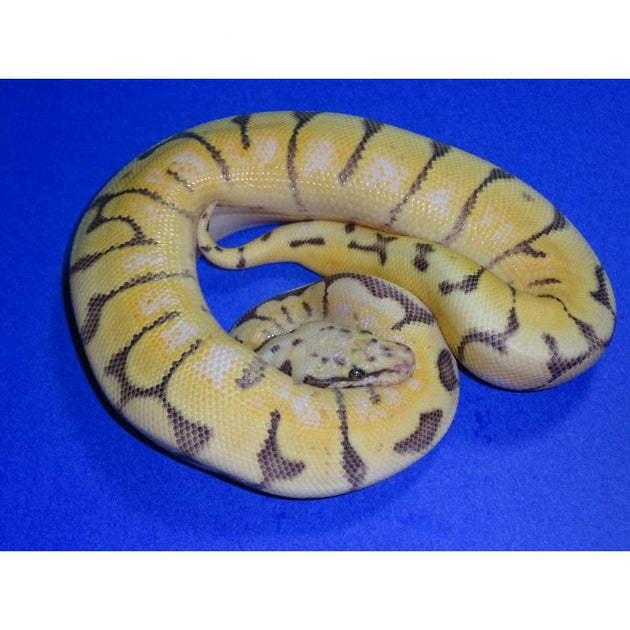 Humble Bee Ball Pythons For Sale – Big Apple Herp - Reptiles For Sale