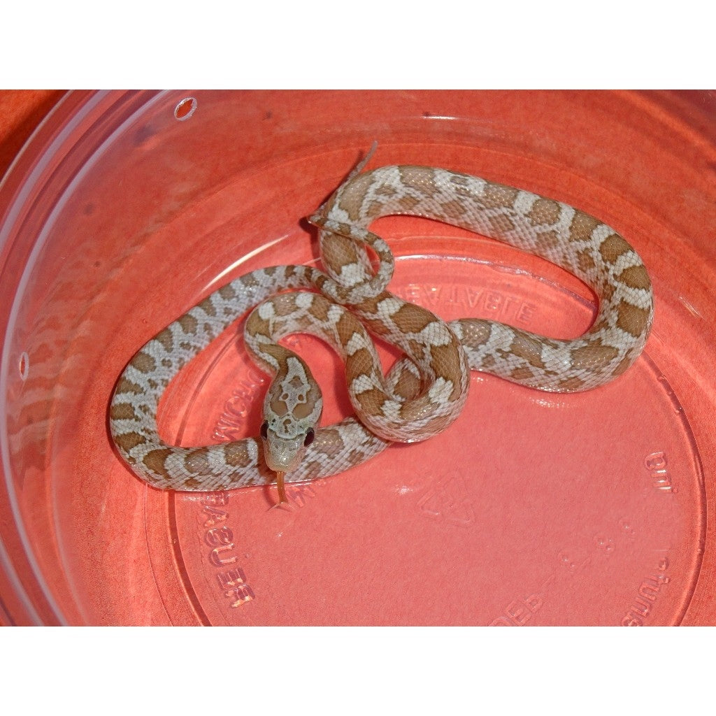 caramel corn snake morph