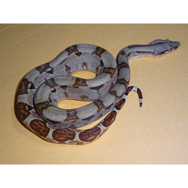 Buy Super Salmon Boas | Big Apple Herp