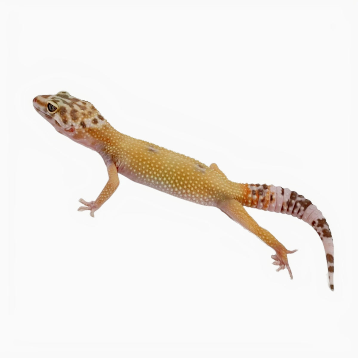 Hypo Leopard Gecko Jungle Hypo Tangerine Leopard Gecko For Sale