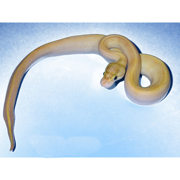 Ivory Ball Pythons | Big Apple Herp