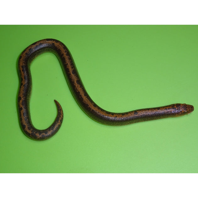Striped Kenyan Sand Boa for Sale – Captive Bred Morphs | Big Apple Herp